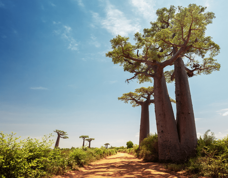 猴面包树-2.png (900×700)-花瓣网