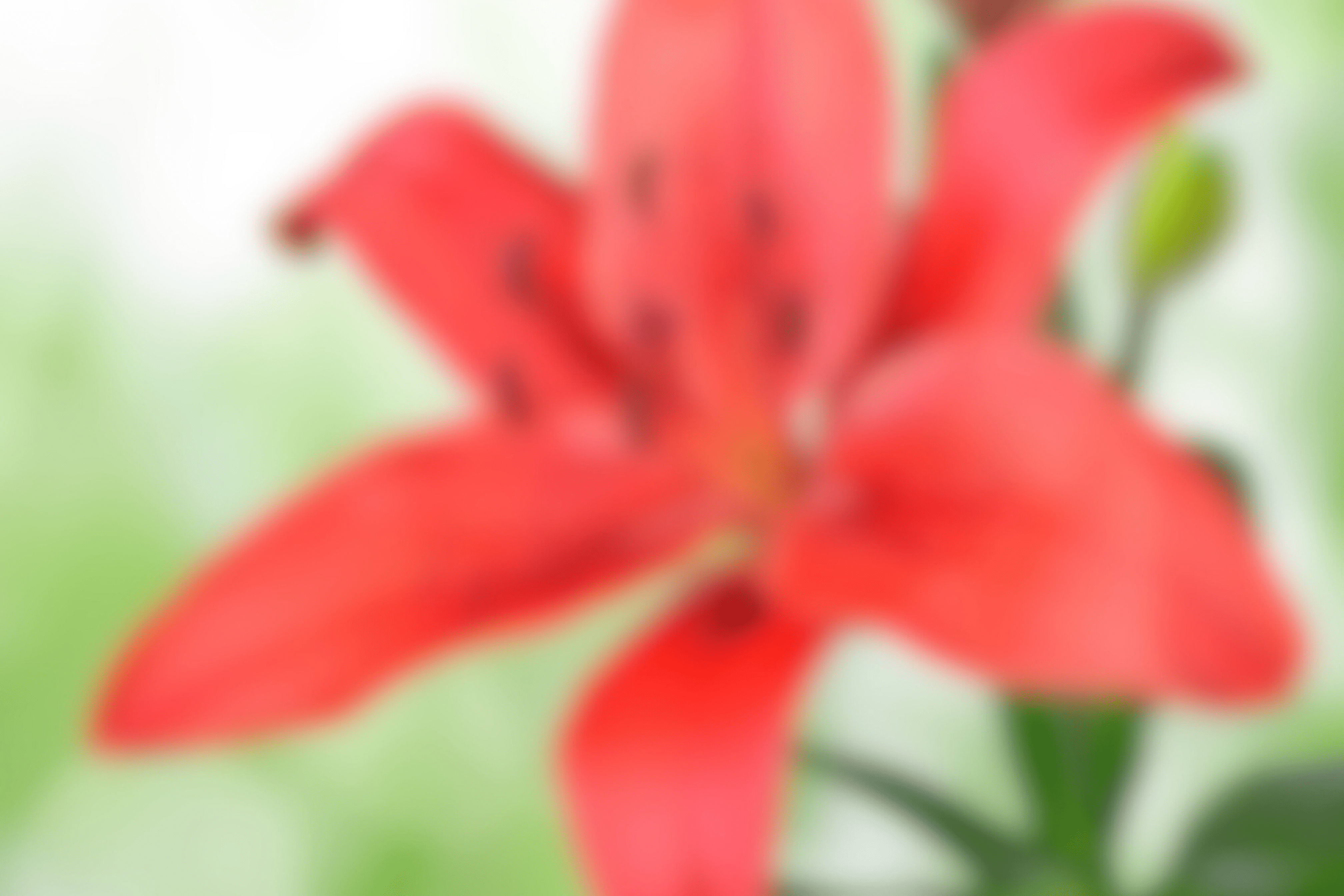 模糊图片_模糊背景_在线免费图片模糊工具 - Canva可画